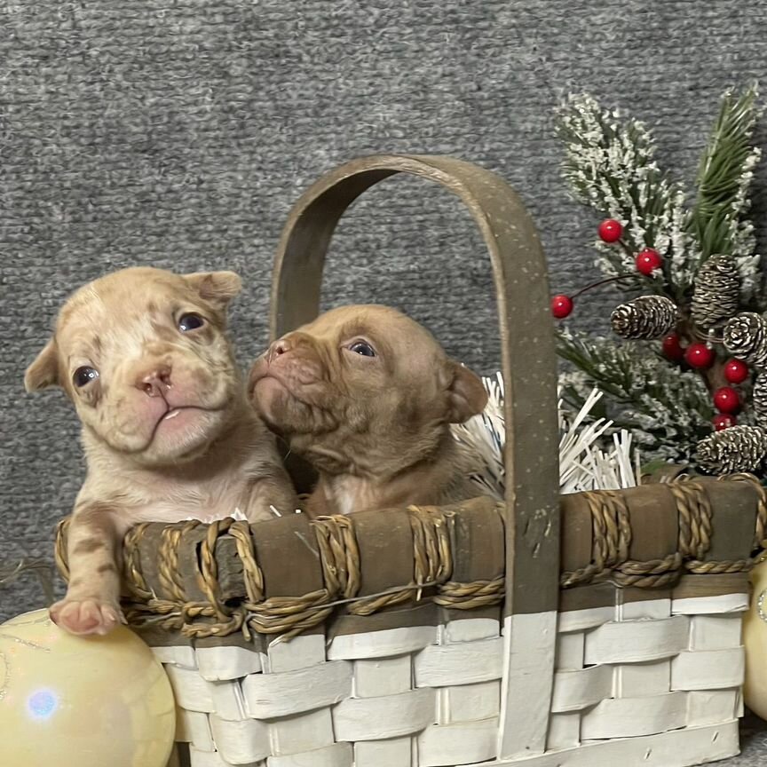 Ам булли щенки