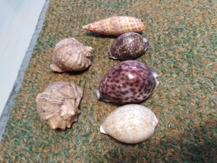 Морские ракушки маленькие