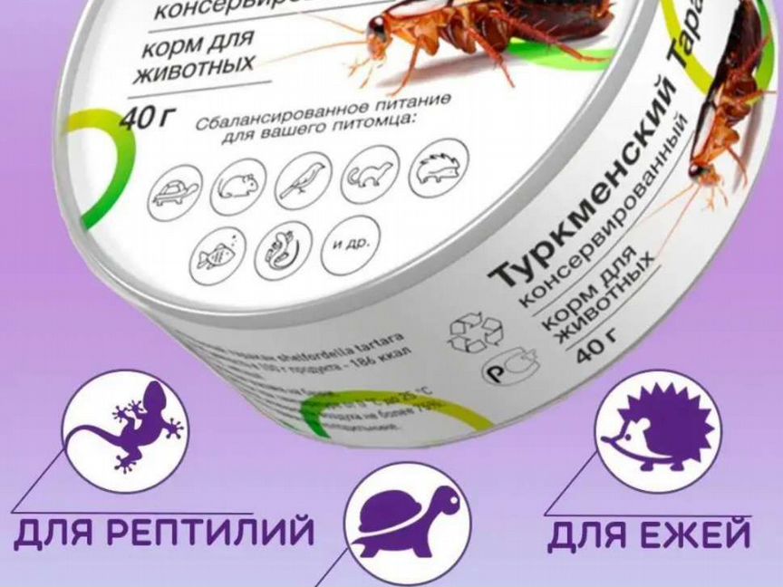 Туркменские тараканы