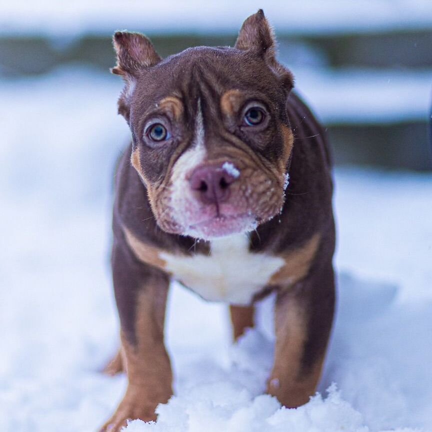 Американский булли, щенок