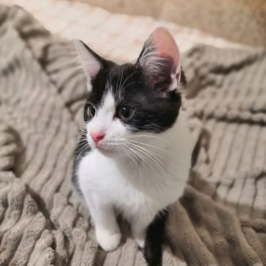 Котёнок в добрые руки