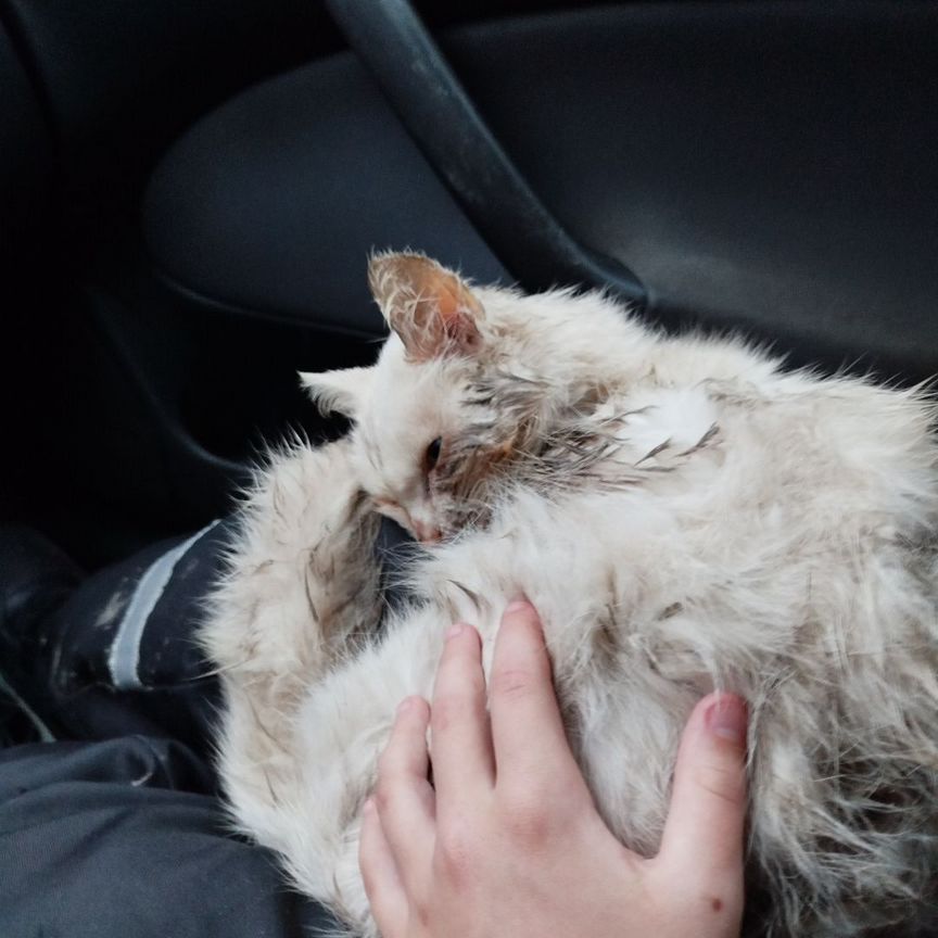 Котёнок в добрые руки