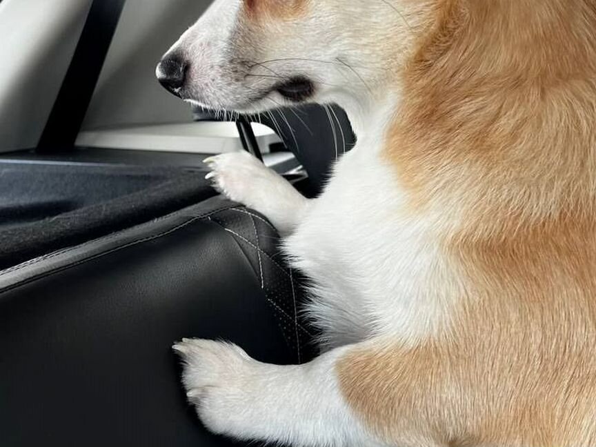 Вельштерьер корги