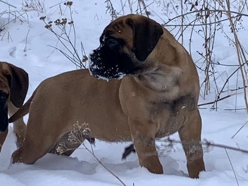 Бульмастиф