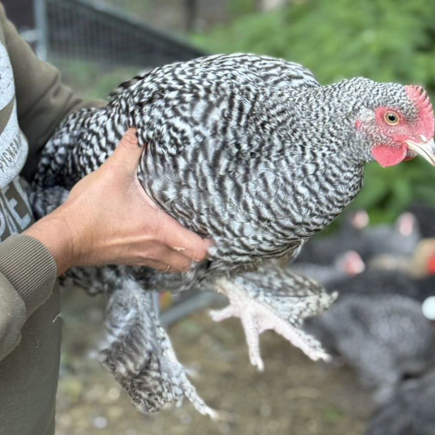 Петухи Мехиленская кукушка