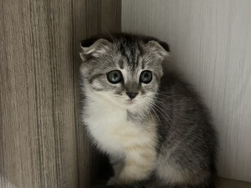 Шотландская вислоухая