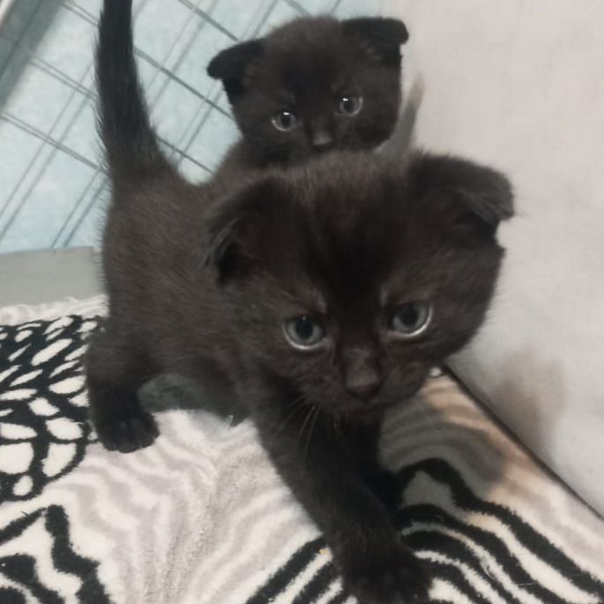 Шотландский вислоухий длинношёрстный котёнок