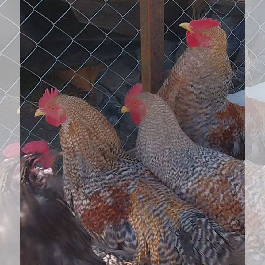 Петушки молодые билефельдер