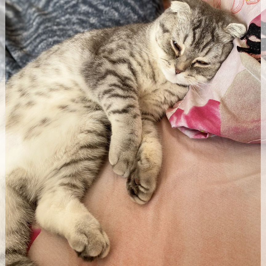 Шотландская кошка вязка