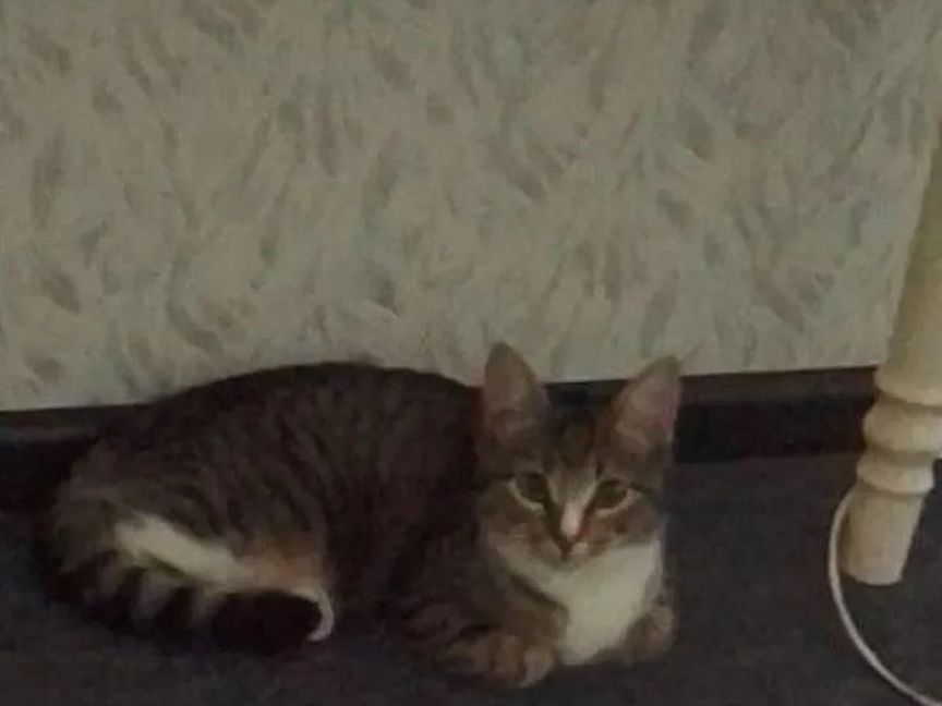 Котик в добрые руки бесплатно