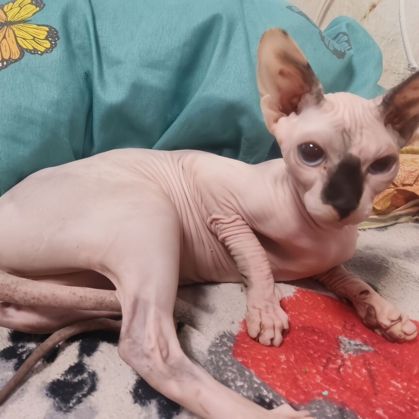 Канадский сфинкс котёнок