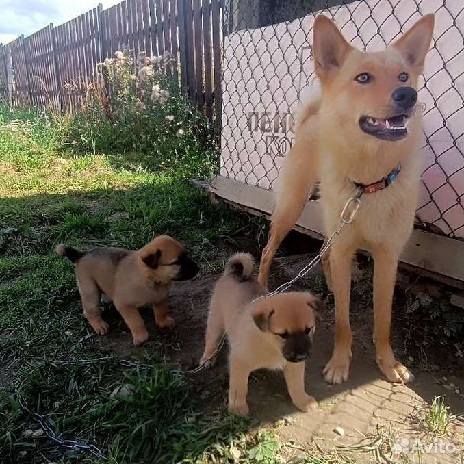 Щенки метисы от карело-финской лайки