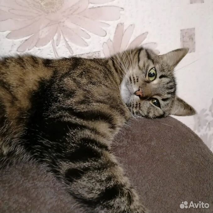 Коту некуда идти