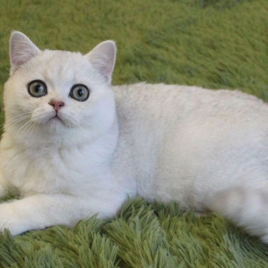 Серебристый котик