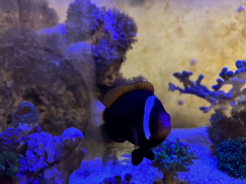 Морская рыба Томатный клоун