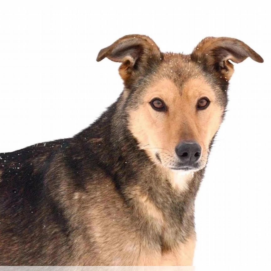 Взрослая собака в добрые руки