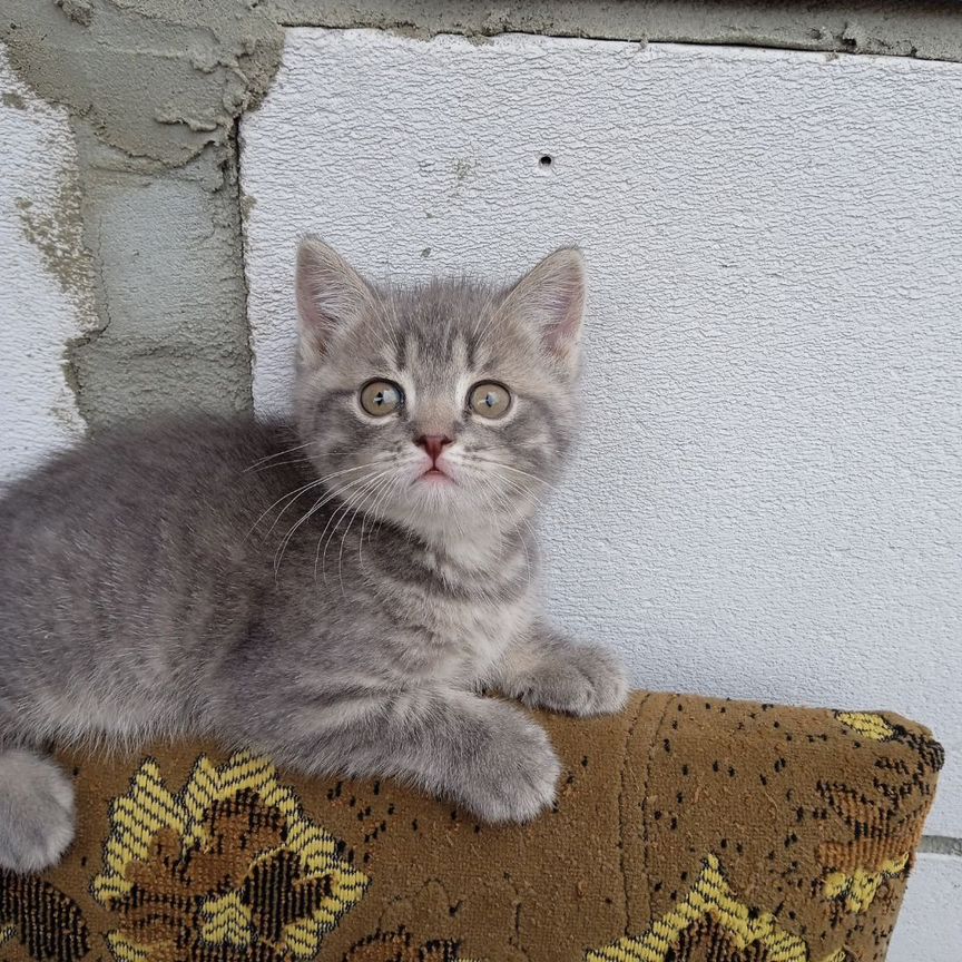 Русская кошечка