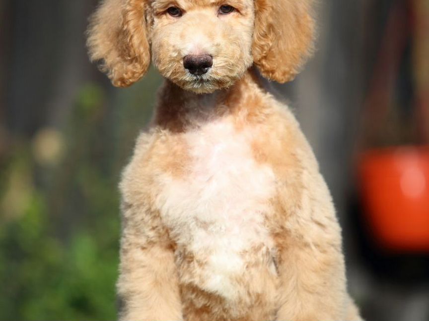 Пудель Королевский мальчик Ричард