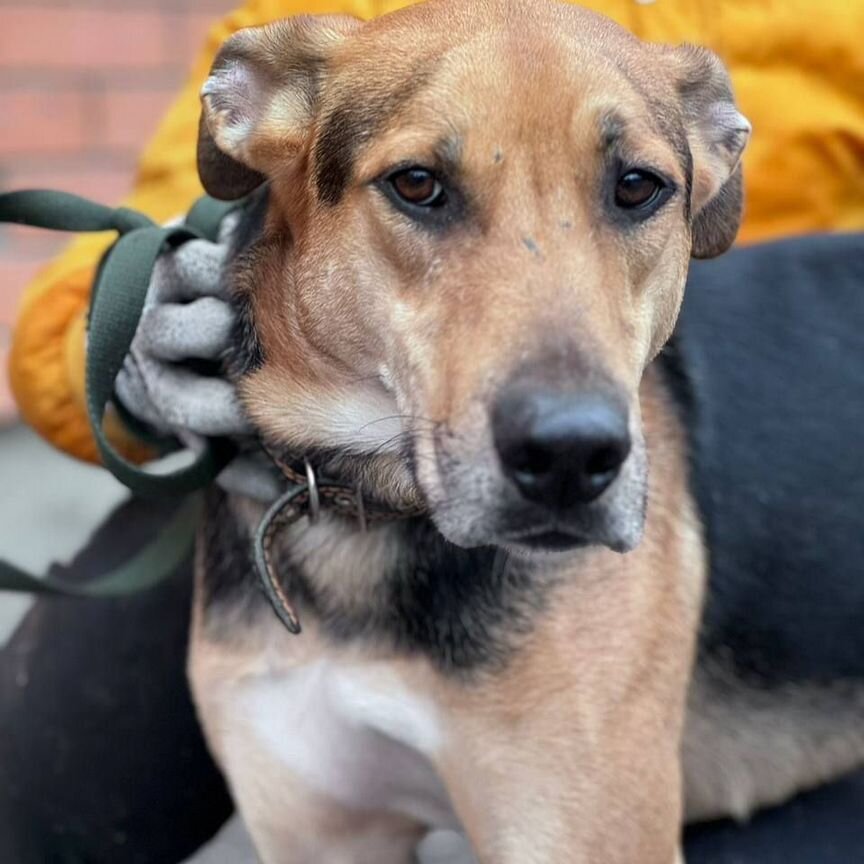 Собака в добрые руки