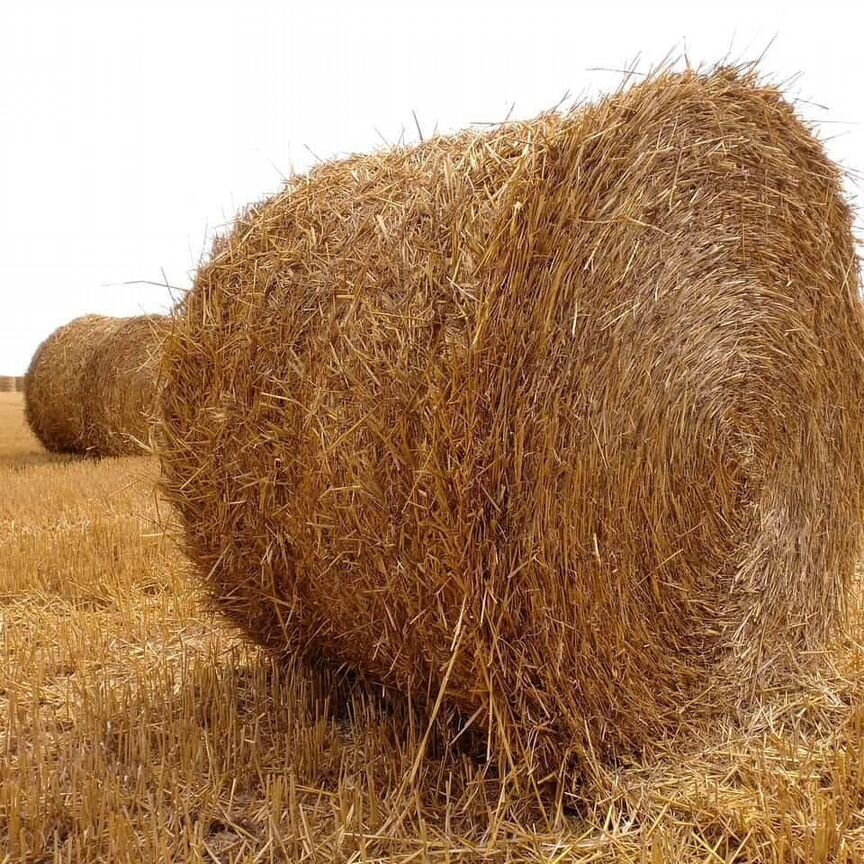 Солома пщеничная в рулонах