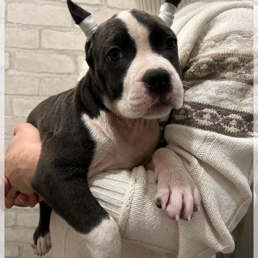 Американский стаффордширский терьер, щенок