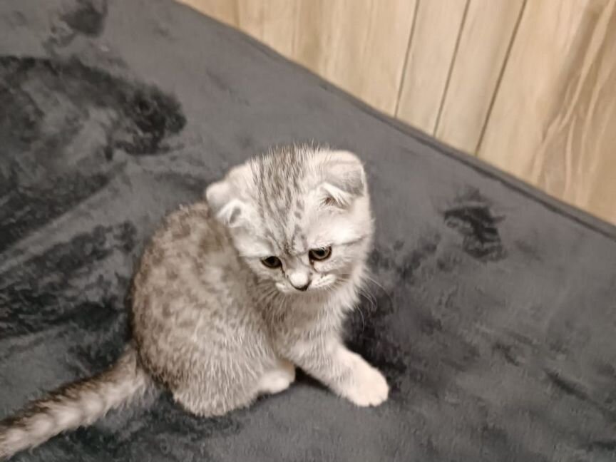 Шотландская вислоухая кошка