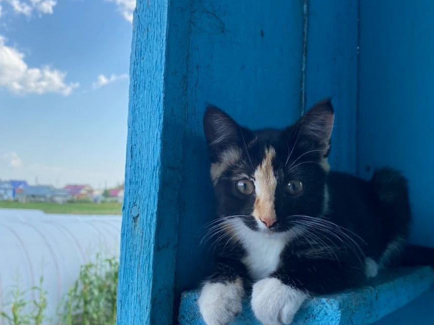 Кошечка в добрые руки