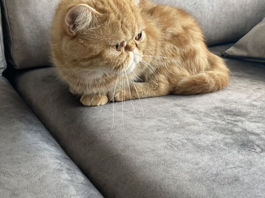 Экзотическая кошка