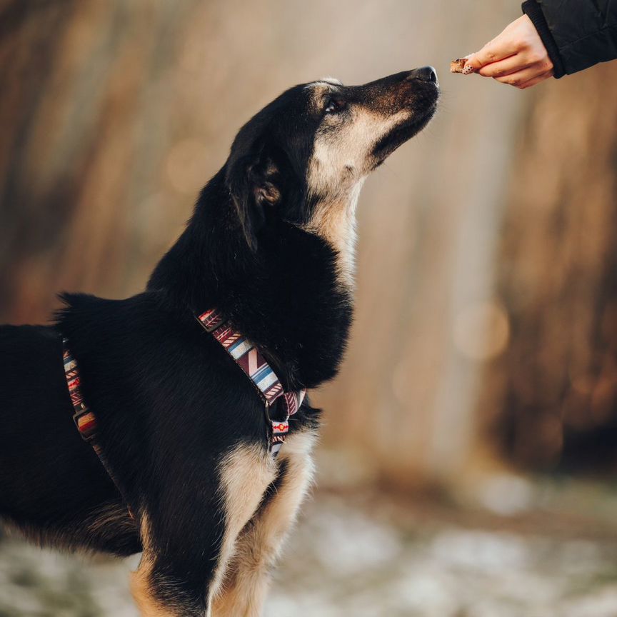 Взрослая собака в добрые руки