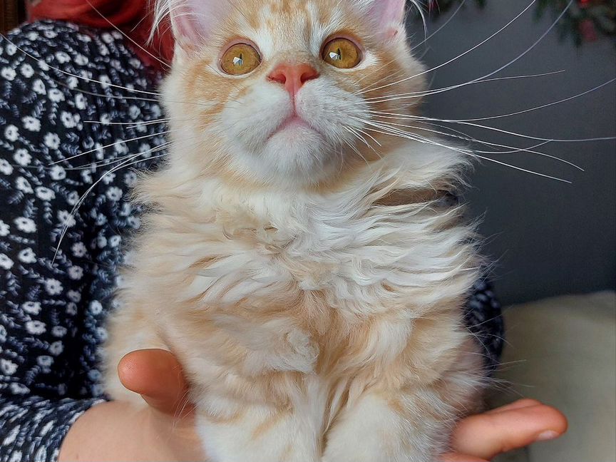 Мейн-кун котик