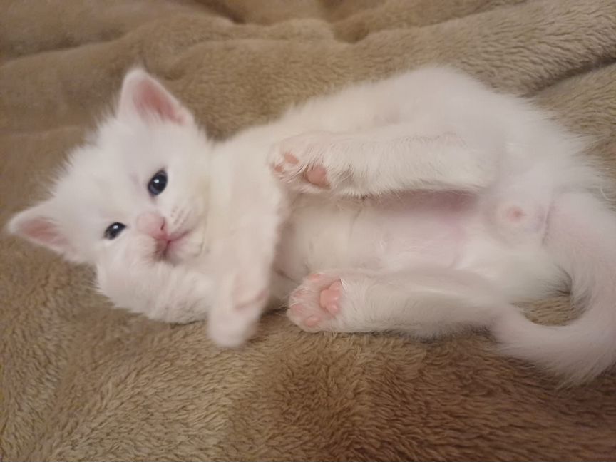 Котята в добрые любящие руки