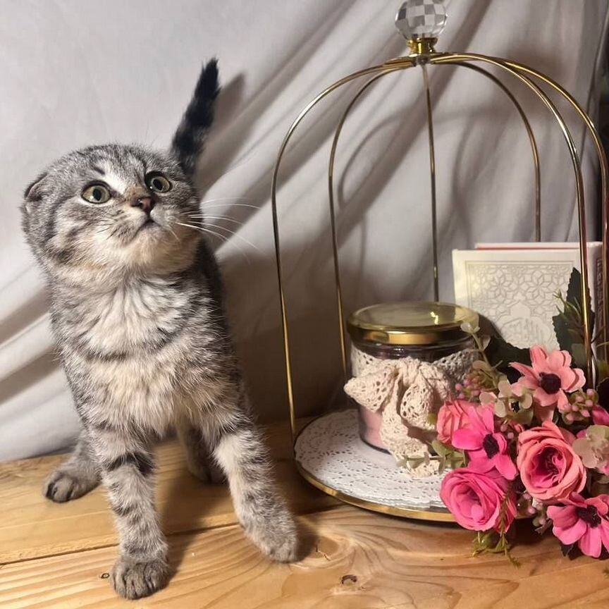 Шотландский вислоухий короткошёрстный котёнок