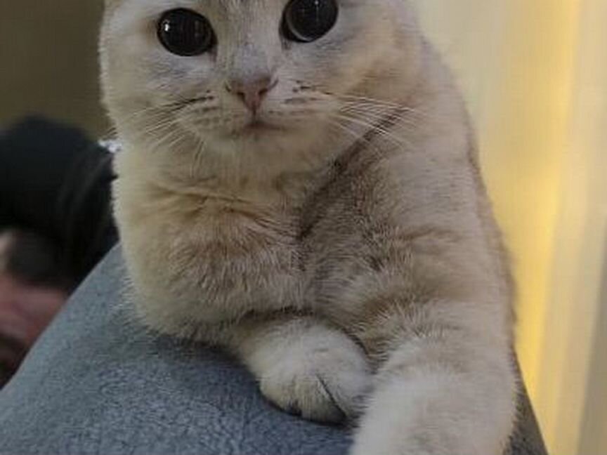 Британская