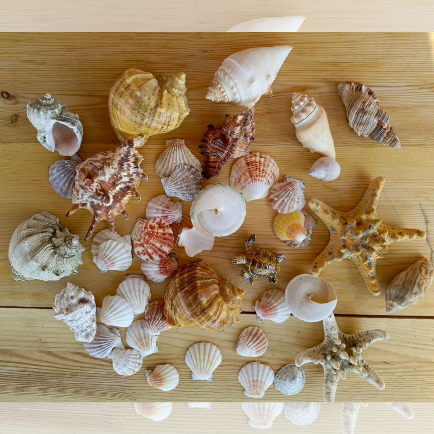 Морские ракушки раковины набор