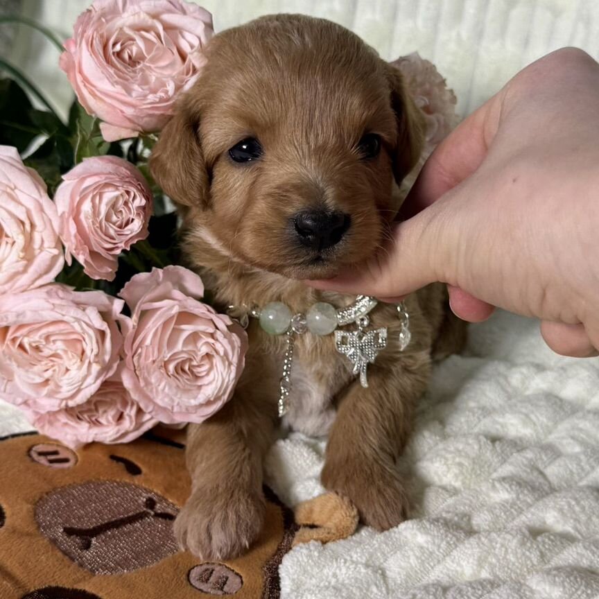 Мальтипу, щенок