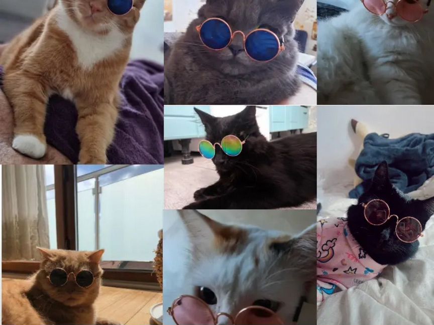 Очки для кота/маленькой собаки и ошейник