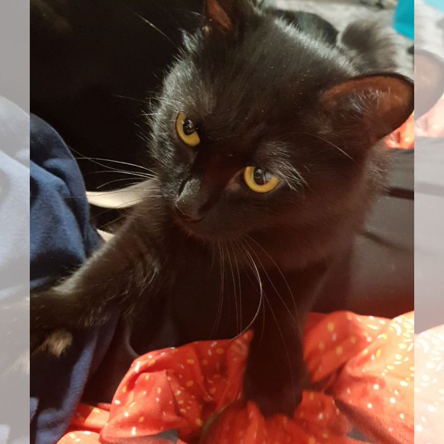 Взрослая, кошка в добрые руки