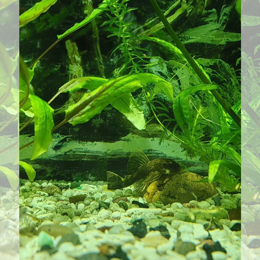 Анциструс super ред