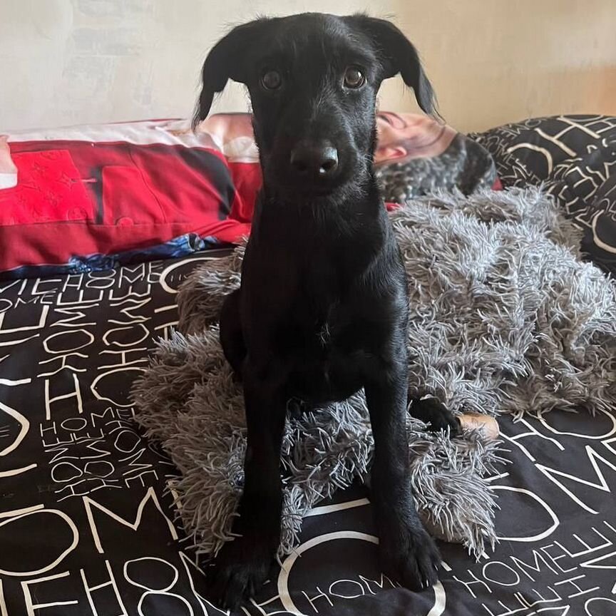 Миттельшнауцер, щенок