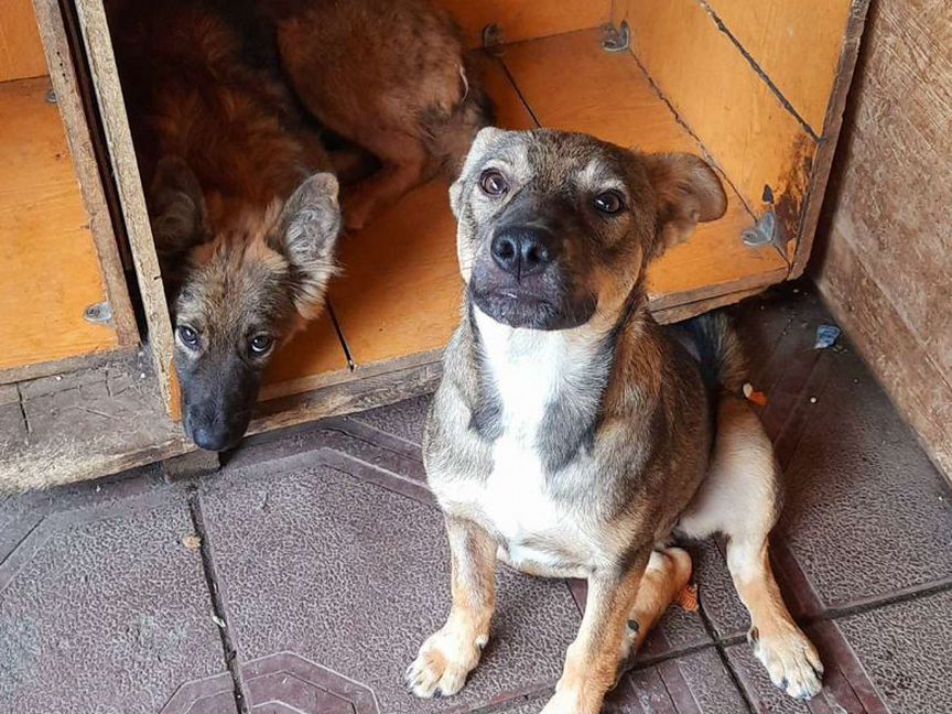 Стерилизованные щенки (подростки)