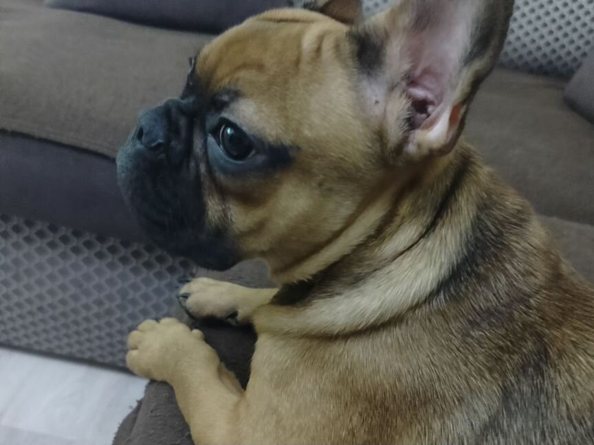 Французский бульдог