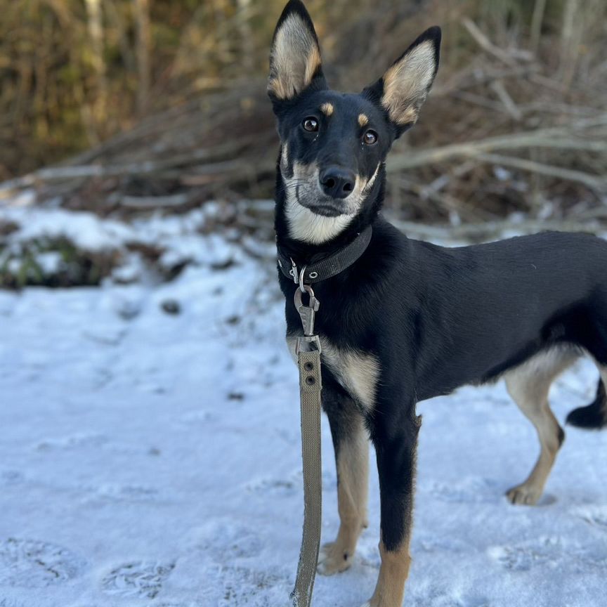 Собака в добрые руки