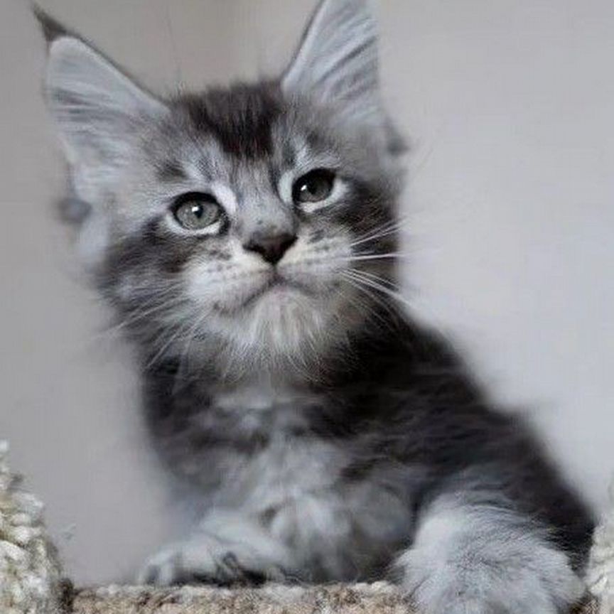 Шикарные котята
