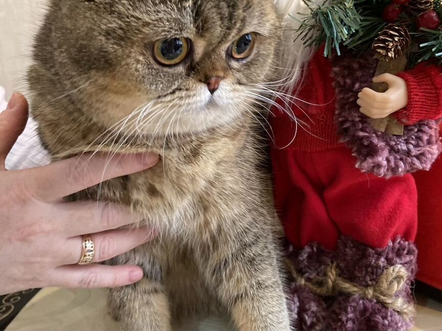 Шотланская кошечка