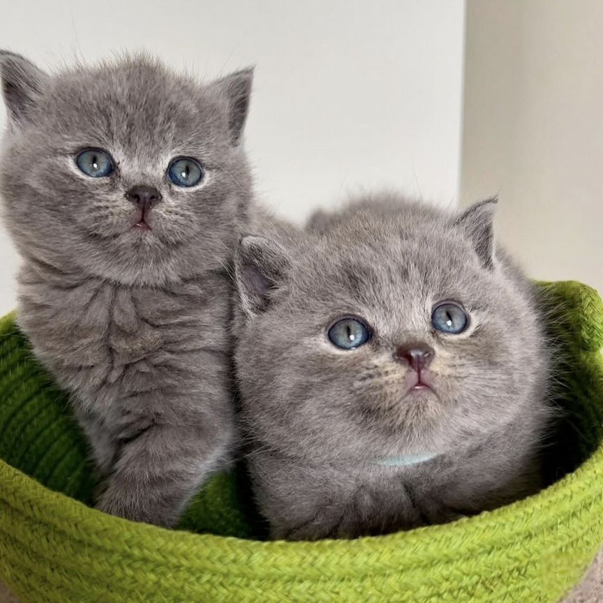 Британский короткошёрстный котёнок