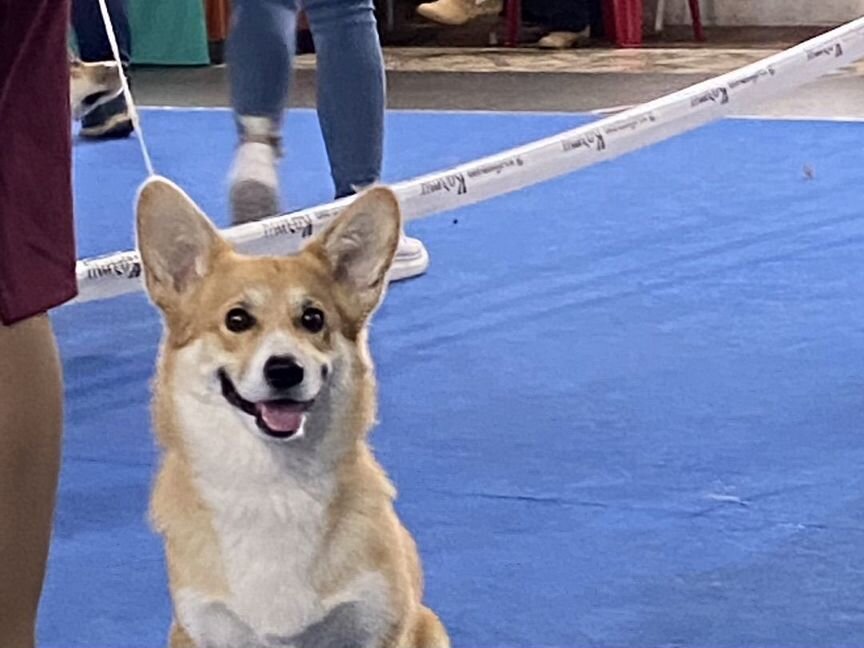 Вельштерьер (корги) 3года