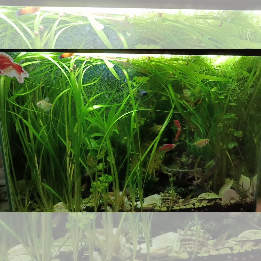 Аквариум 60л с рыбками