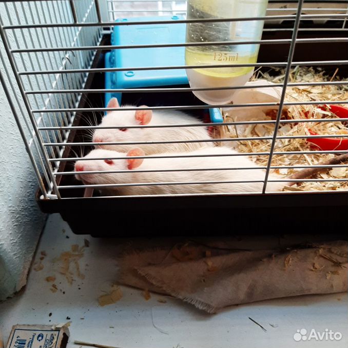 Очаровательная пара белых крысок