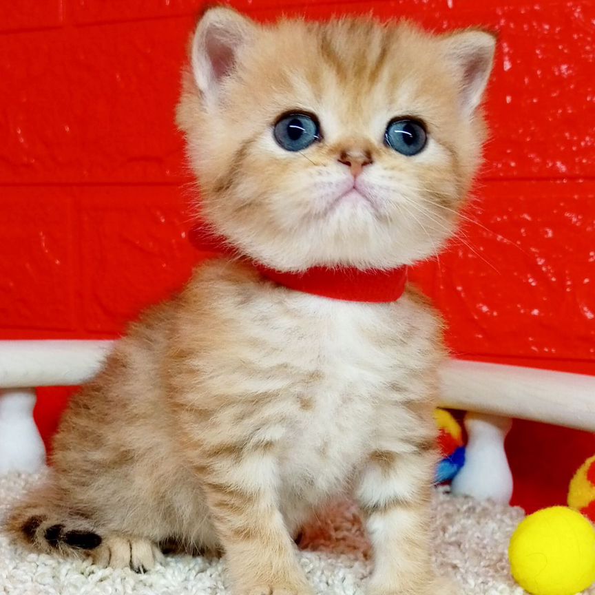 Шотландские котята