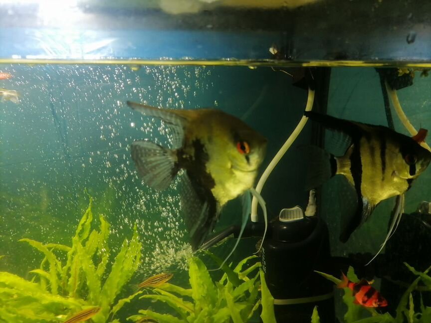 Обмен 2 взрослых скалярии на тернеции, барбусов